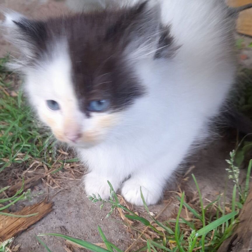 Котята