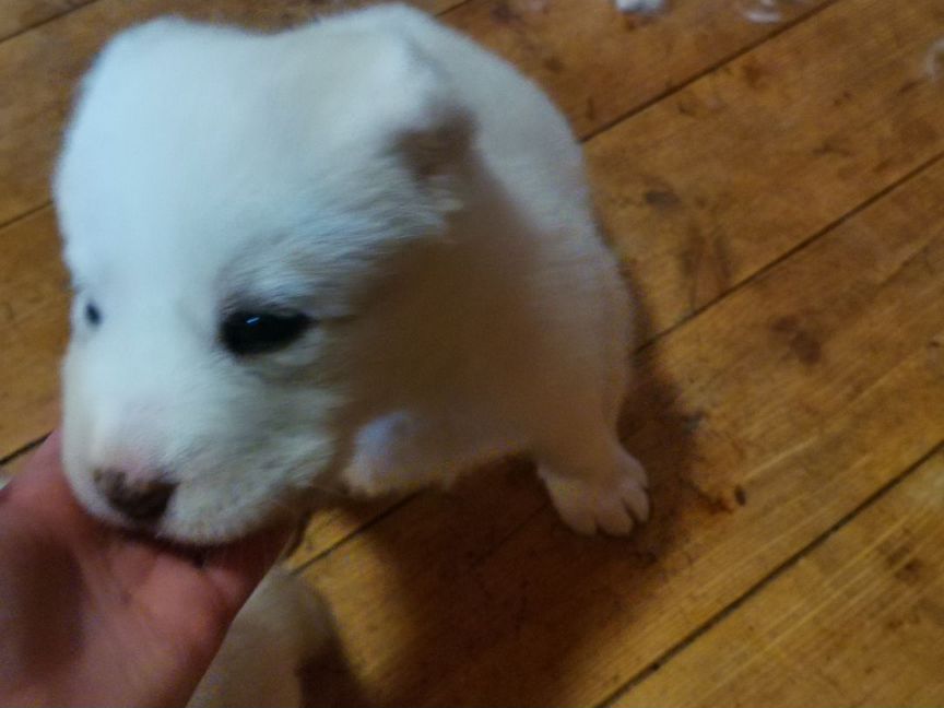 Щенки азиатской овчарки