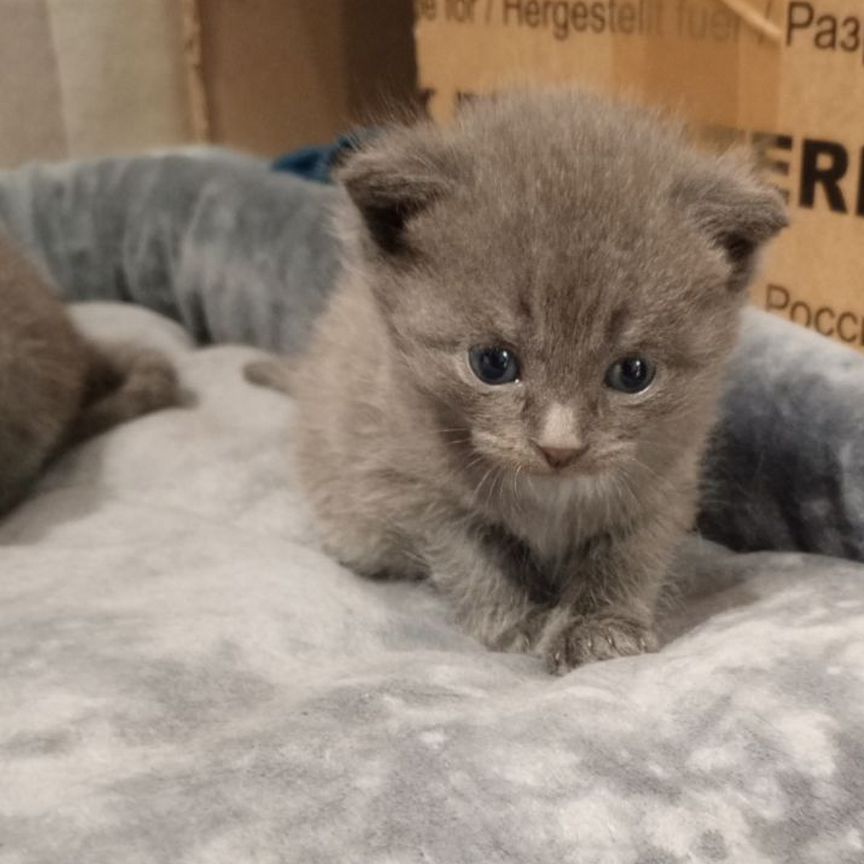 Британский короткошёрстный котёнок