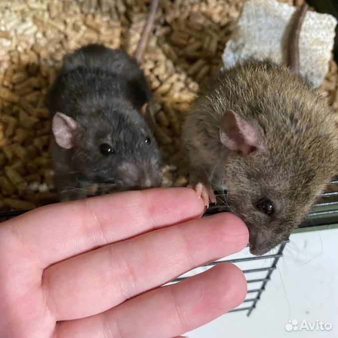 Декоративные крыски со всем необходимым