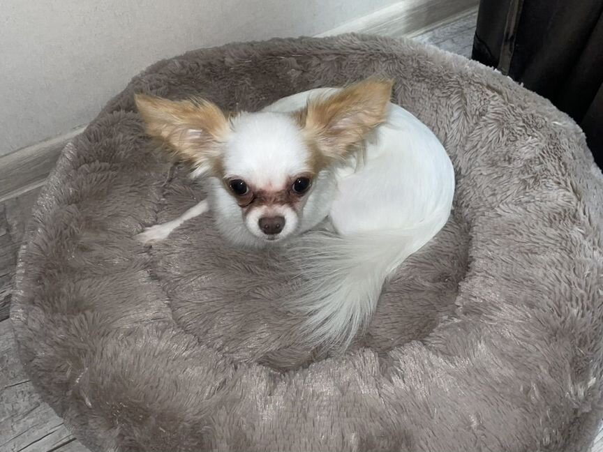 Вязка кобель чихуахуа