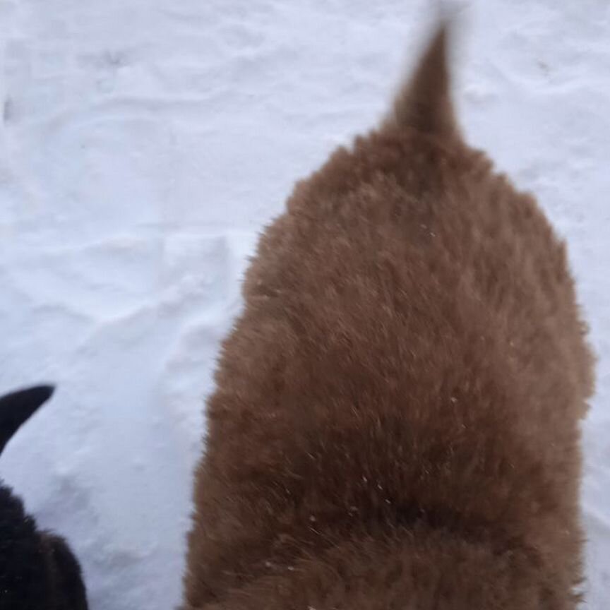 Щенок в добрые руки