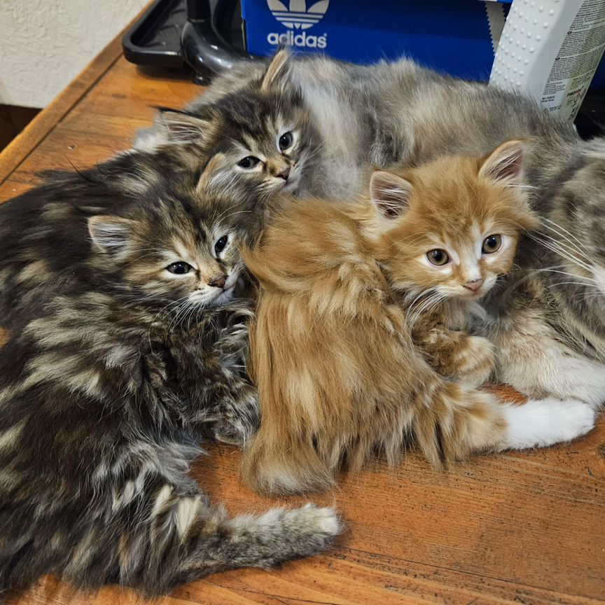 Котята курильский бобтейль 2 месяца