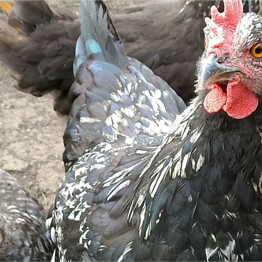 Молодые петухи