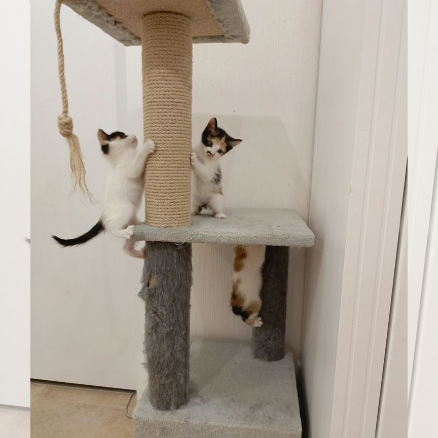 Котята Манчкин лонг