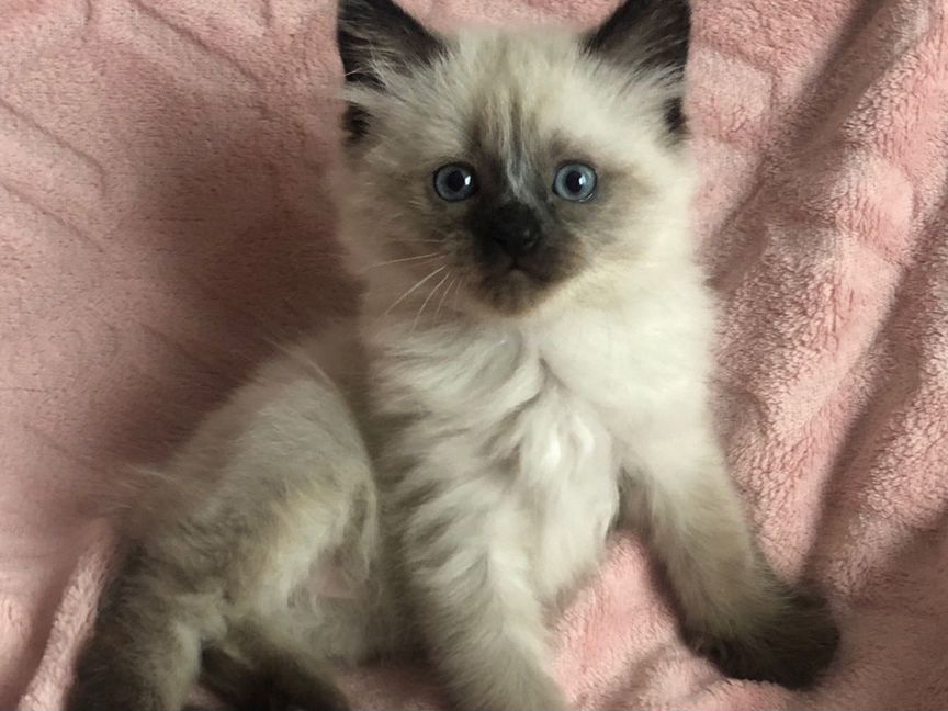 Невско Маскарадный котёнок