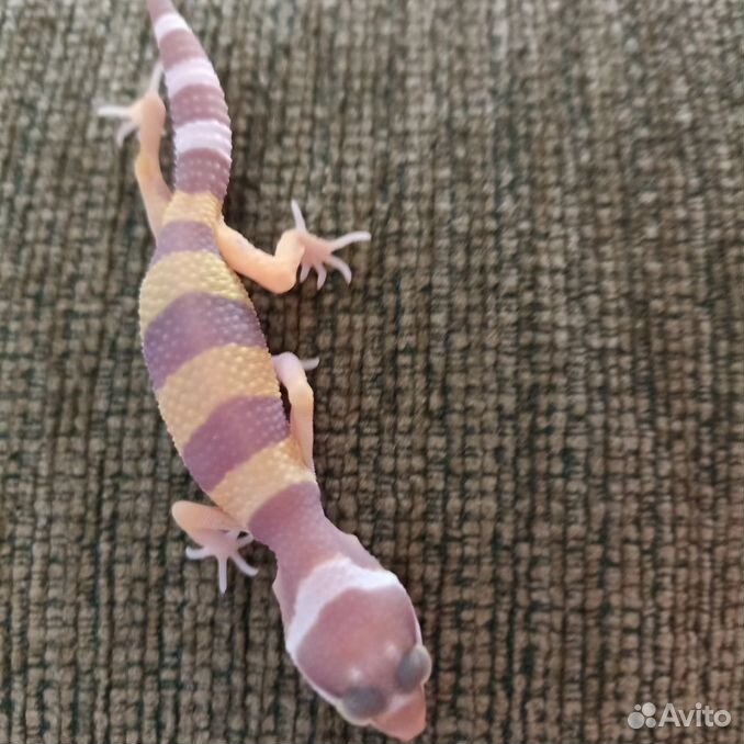 Эублефары малыши выводок 2023