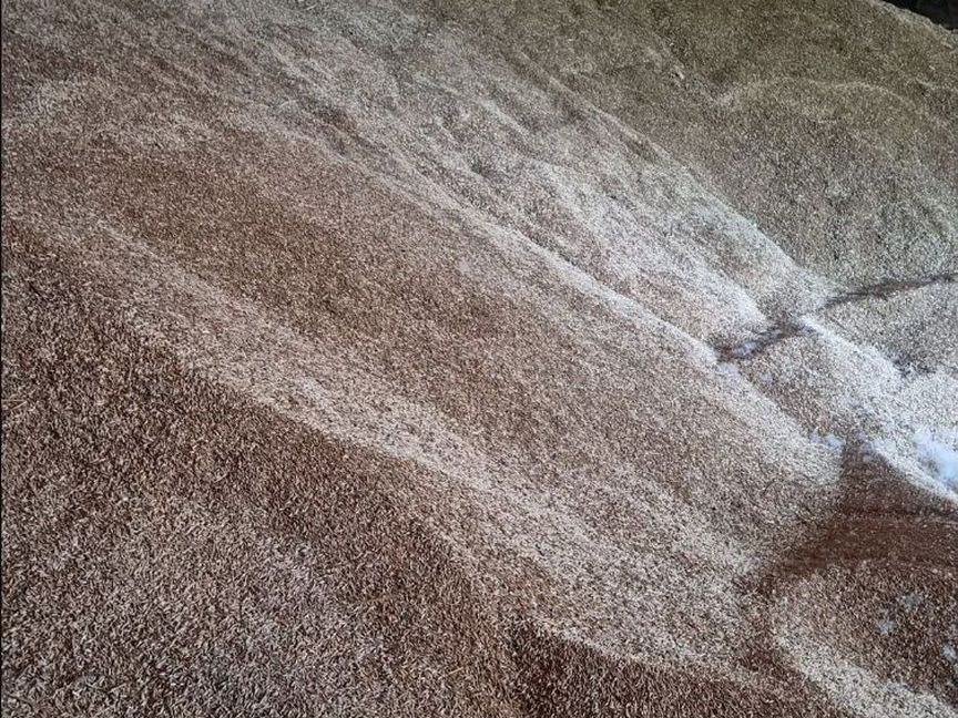 Зерносмесь подсолнечник