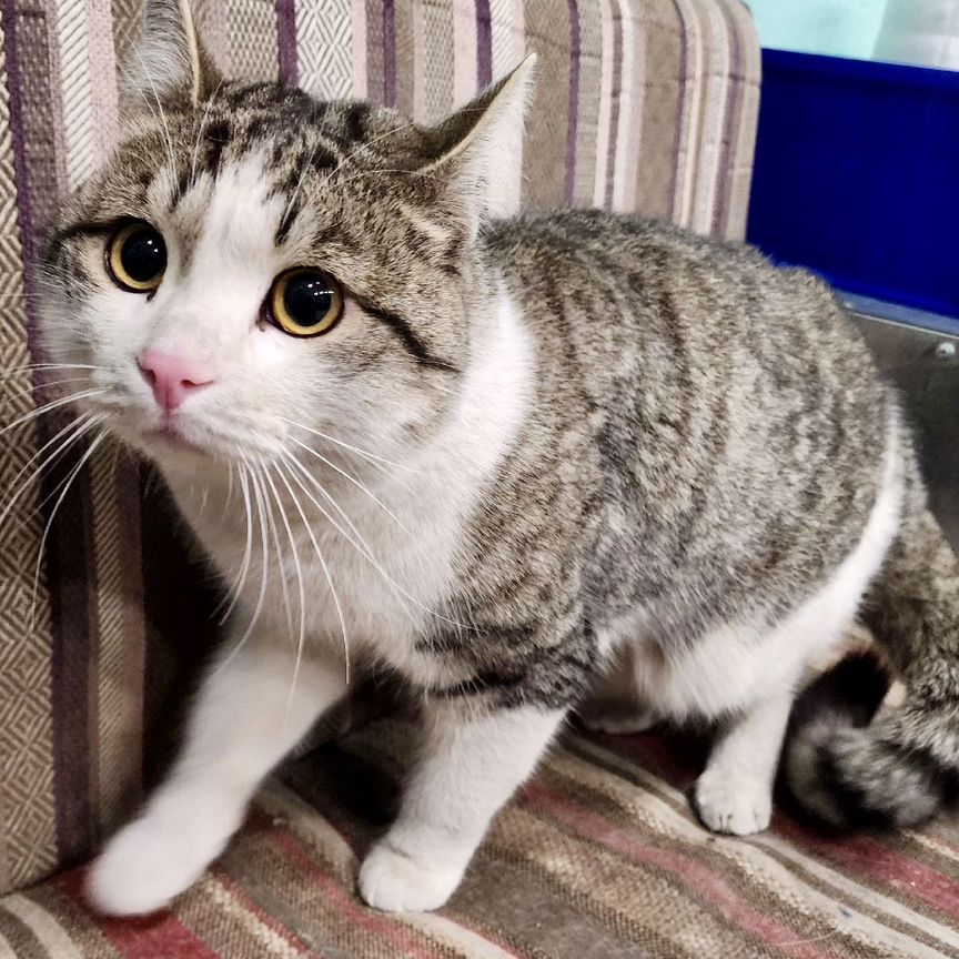Котику нужен дом