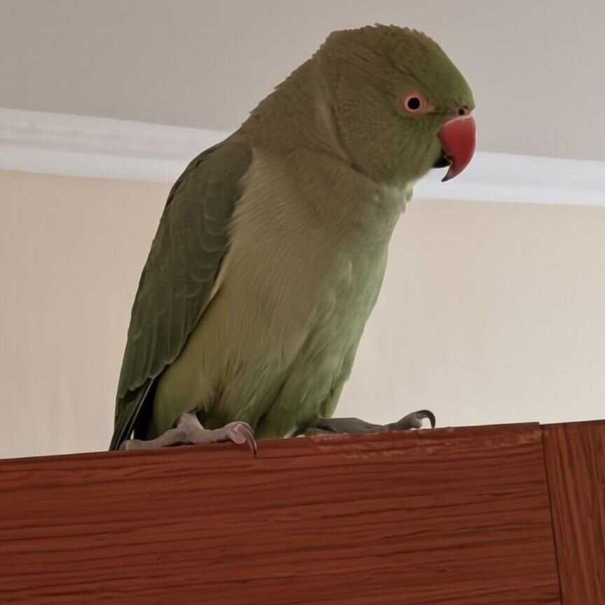 Ожереловый попугай самка