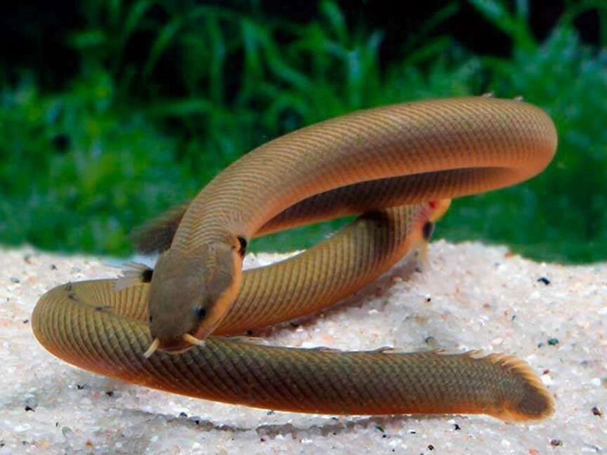 Калабарский каламоихт