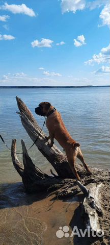 Вязка Южно Африканский бурбуль