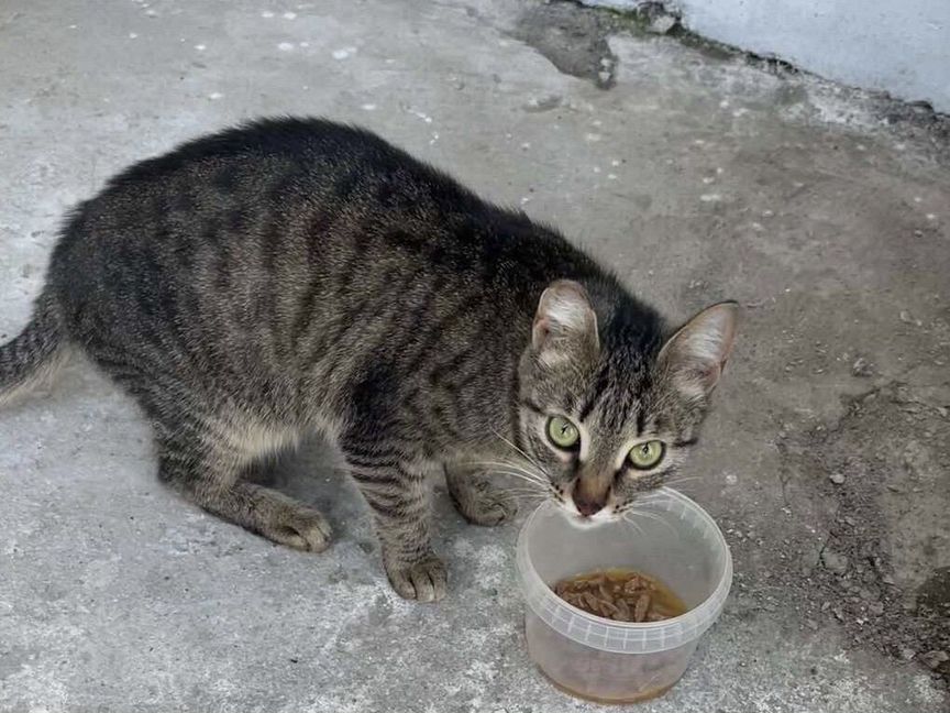 Кисонька