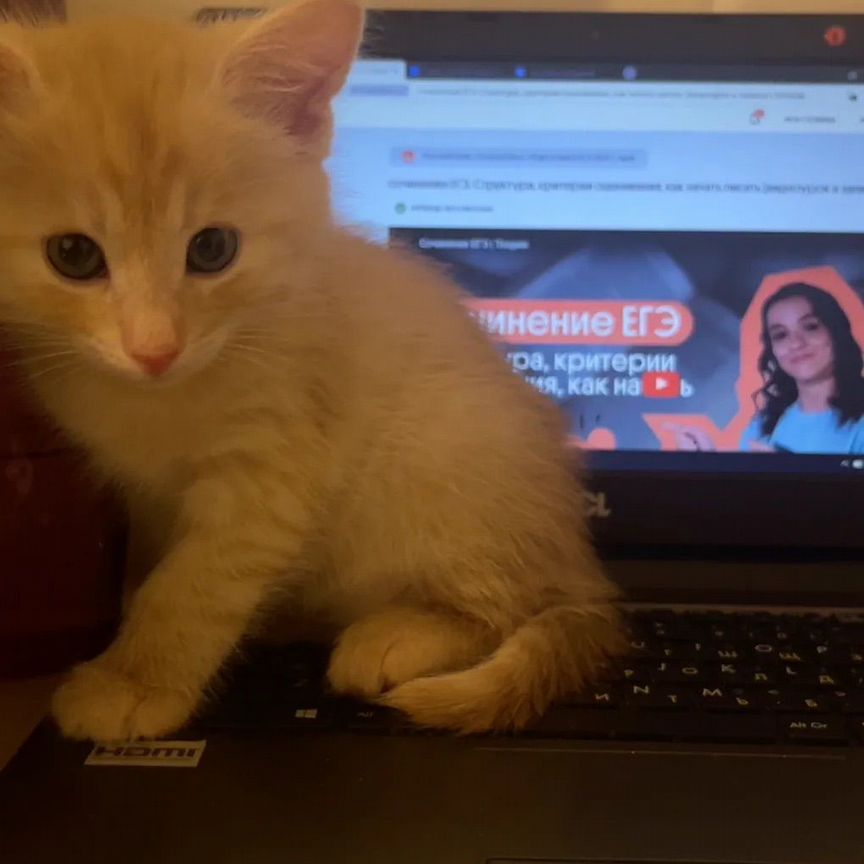 В добрые руки