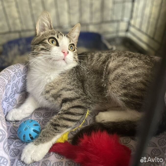 Котеоок Стэф 4 мес с ангельским характером