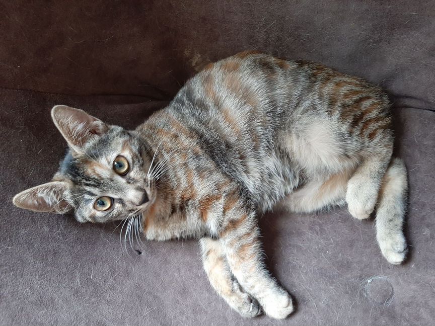 Кошка