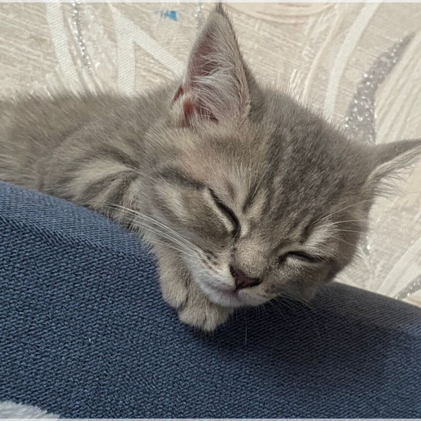 Шотландский котенок