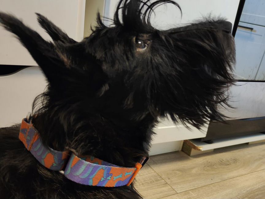 Ошейник мартингейл brrro S