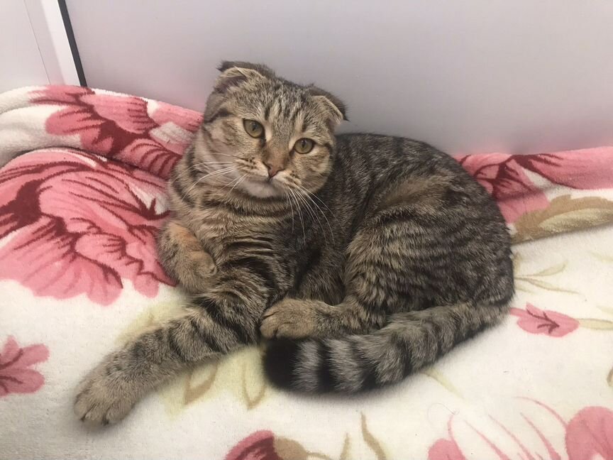 Отдам в добрые руки