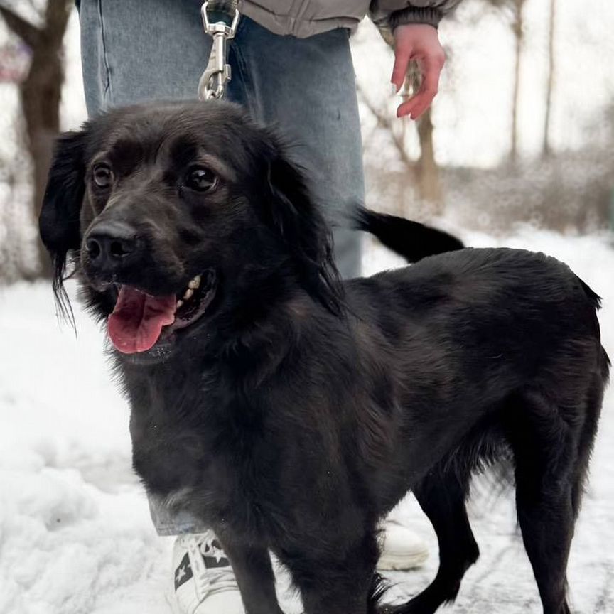 Собака в добрые руки