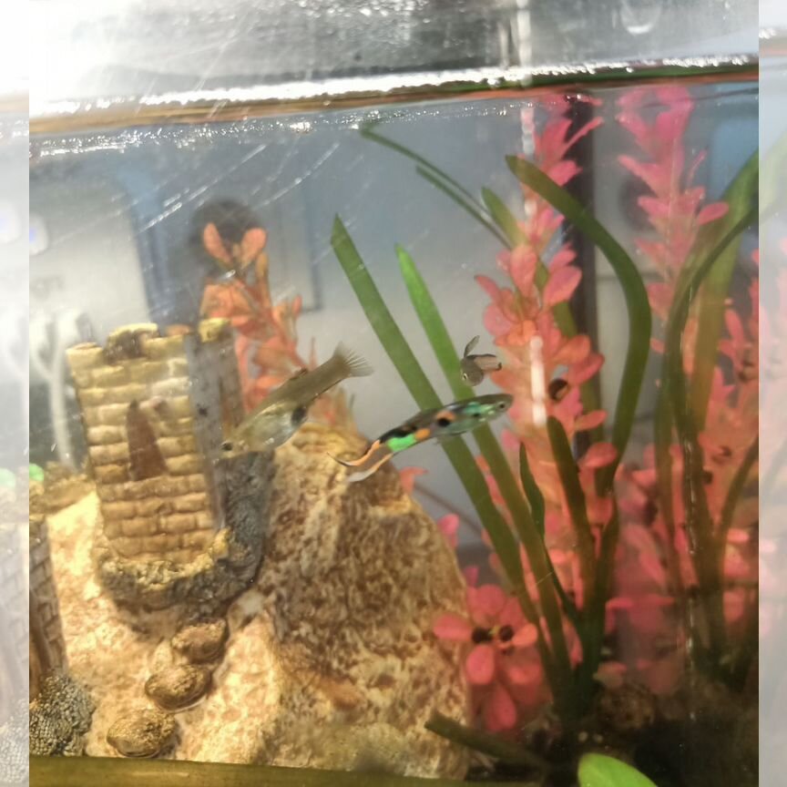 Отдам рыбок гуппи