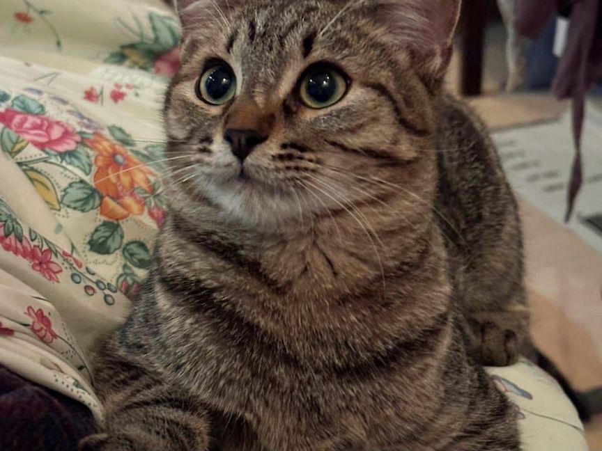 Котенок юпитер ищет дом