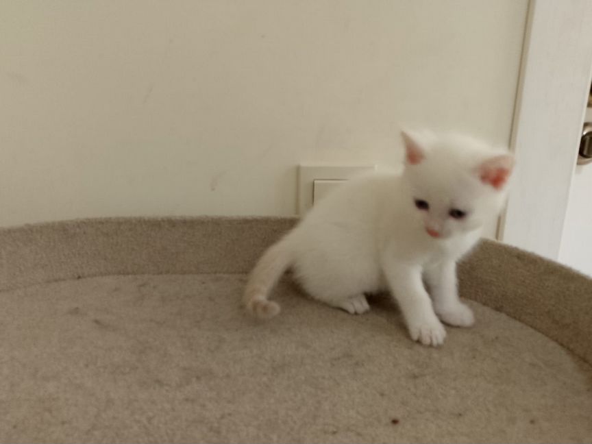 Тайская голден