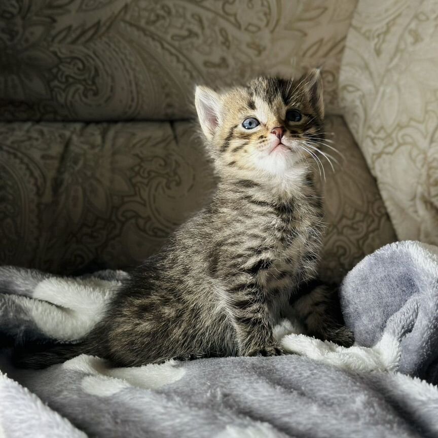 Котята в добрые руки (мальчик)