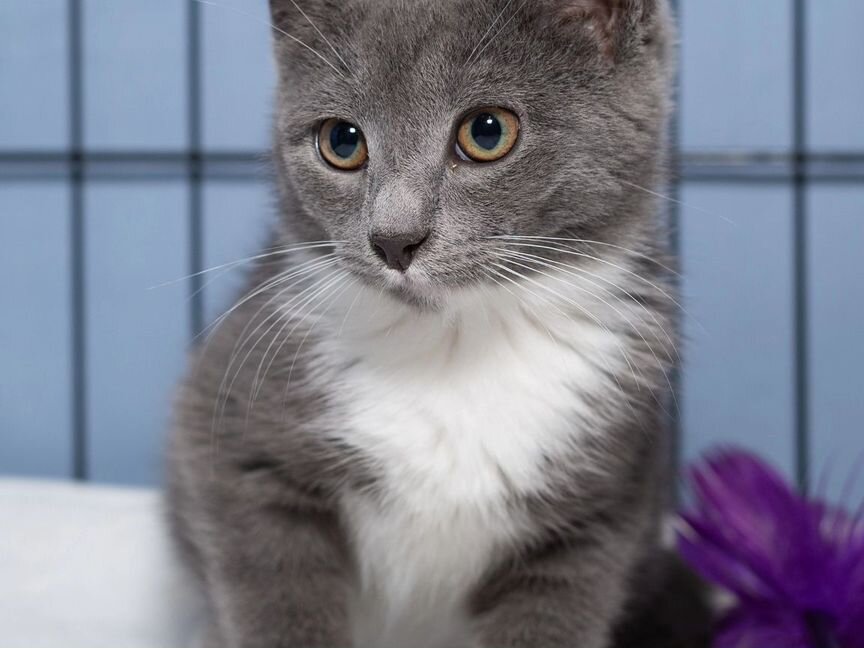 Котёнок Фаина