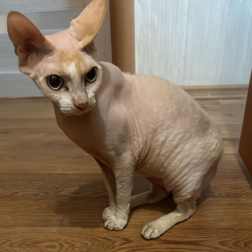 Канадский сфинкс, взрослый кот
