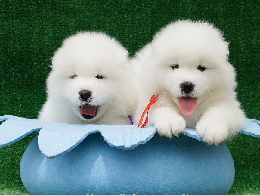 Самоедская лайка