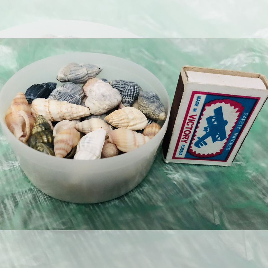 Коробочка и Морские ракушки раковины