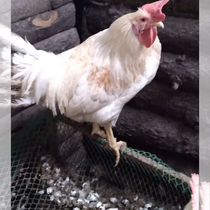 Молодые петухи