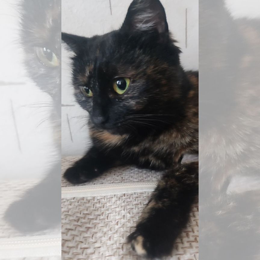 Взрослая, кошка в добрые руки