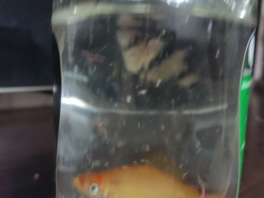 Рыбки бесплатно