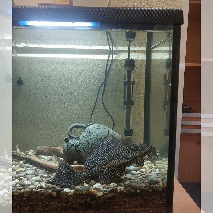 Аквариумные сомики в добрые руки