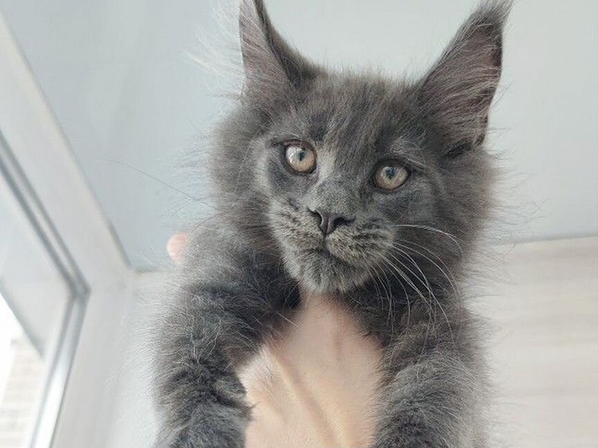 Мейн-кун мальчик