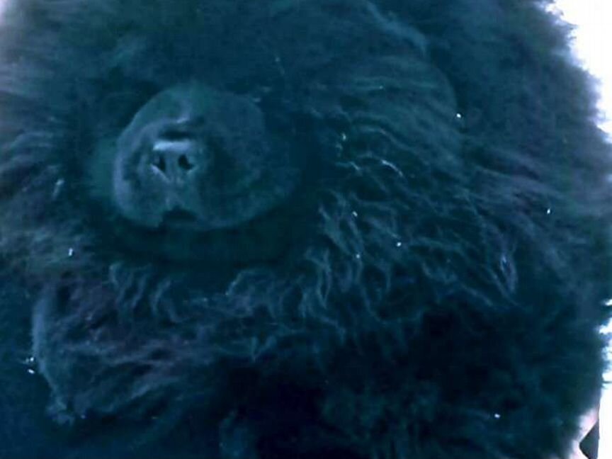 Собаки чау чау