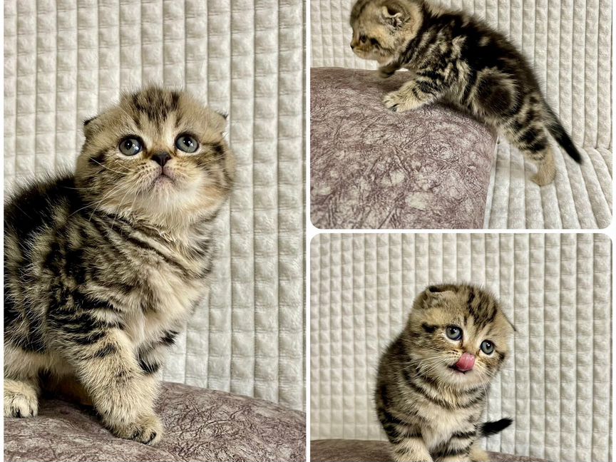 Шотландские вислоухие котята