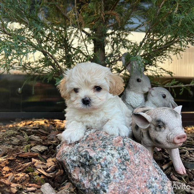 Продажа щенков мальтипу