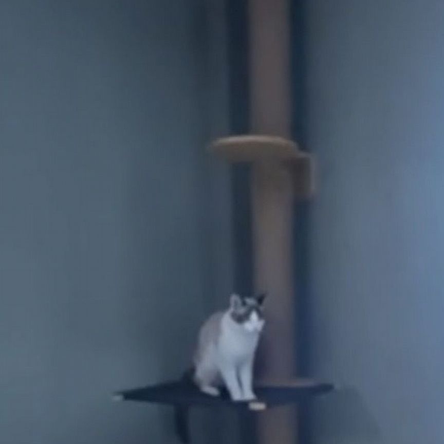 Когтеточка для кошек высокая с гамаками