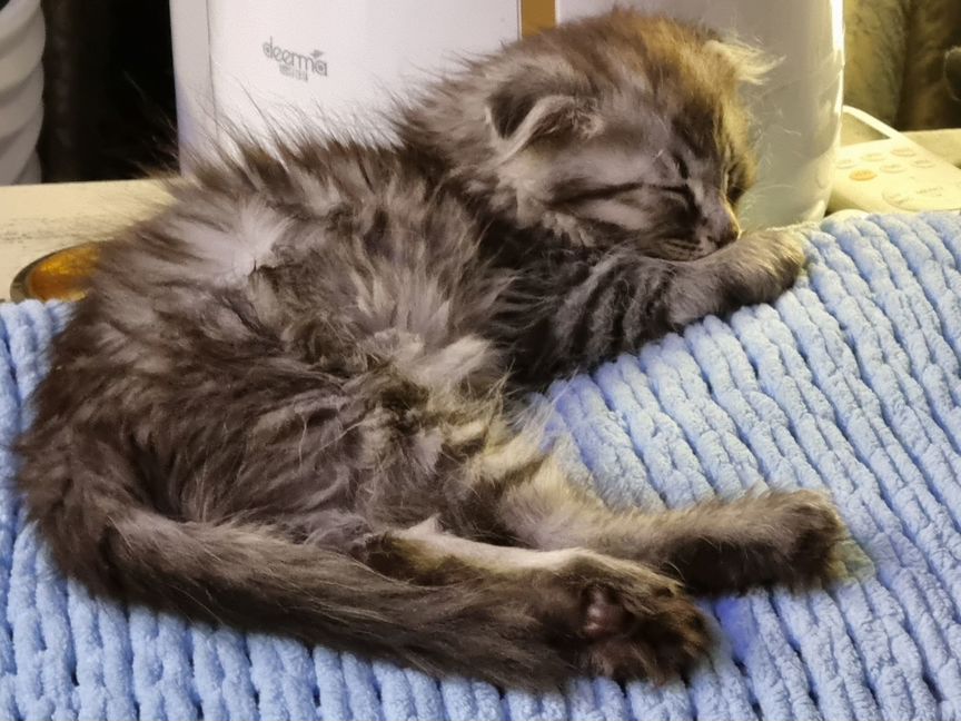 Шотландский вислоухий котик