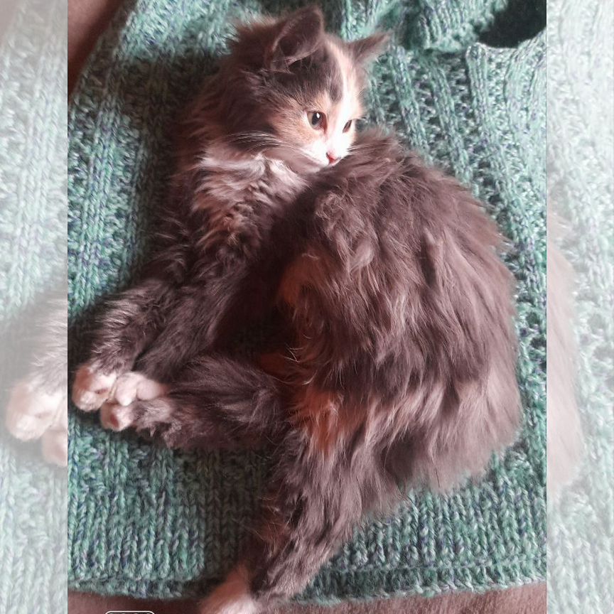 Красивый котенок никому не нужен