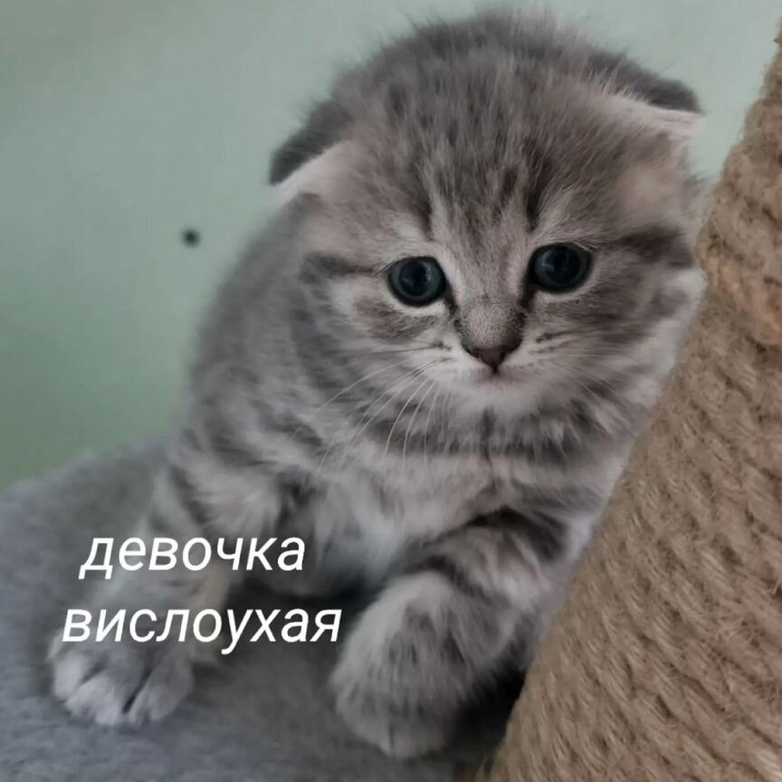 Шотландский вислоухий короткошёрстный котёнок