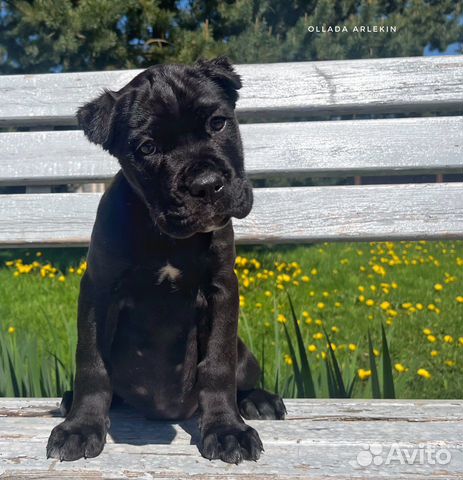 Кане Корсо черная девочка