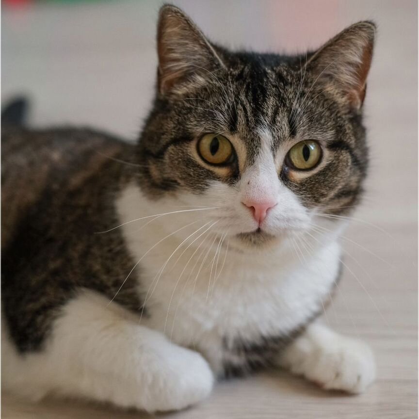 Взрослая, кошка в добрые руки