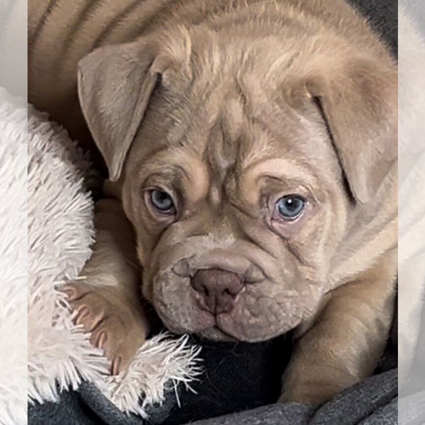 Американский булли