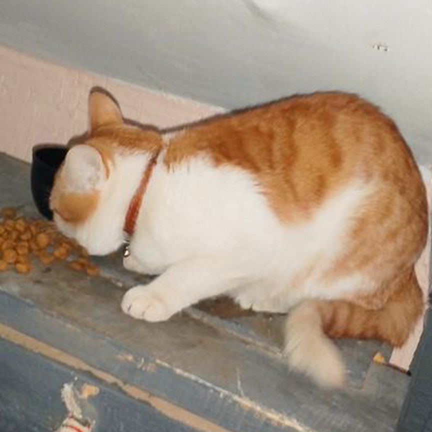 Нашелся котик