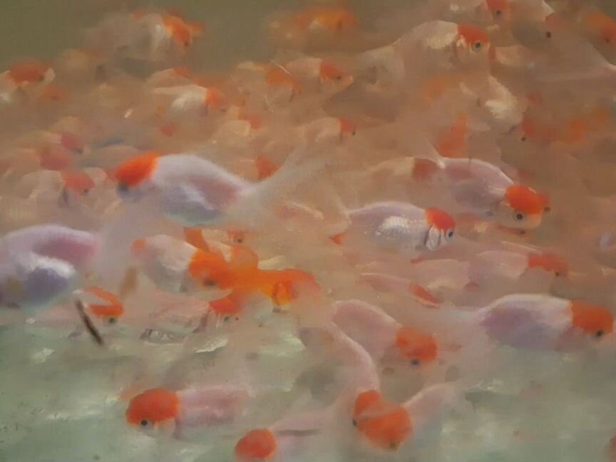 Оранда Красная шапочка, Оранда красная, Телескоп