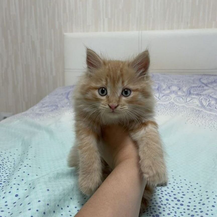 Отдам котека